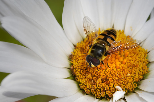 Plants in Action! - Tom March